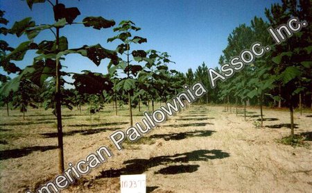 Paulownia Images